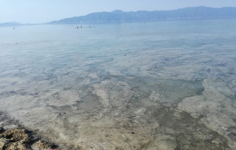Phytoplankton on bathing beaches. A normal phenomenon that poses no ...
